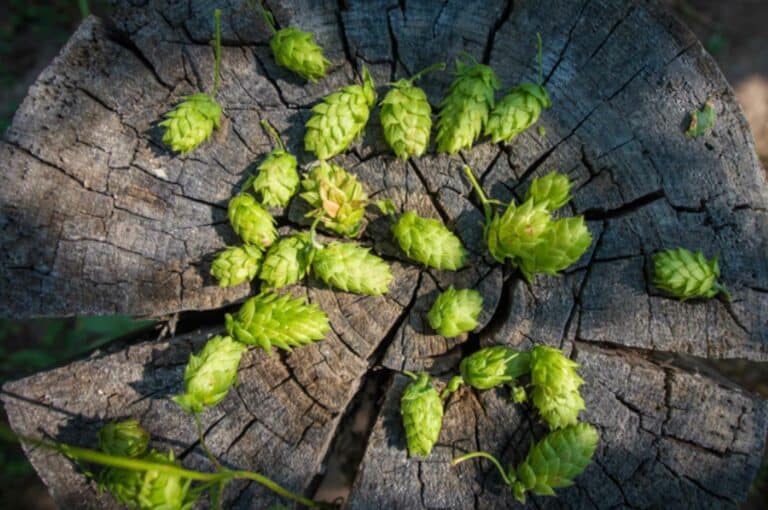 What are Hops in Beer? (Different Types of Hops)