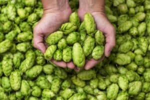 What are Hops in Beer? (Different Types of Hops)