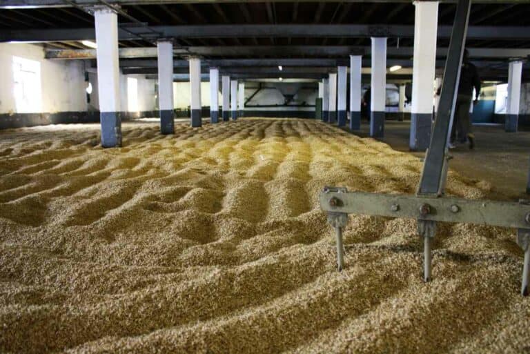 What is Malt in Beer? (Base Malts and Specialty Malts)