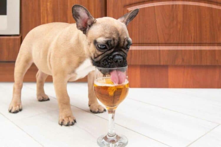 Can a Dog Drink Beer? (Health Risks)