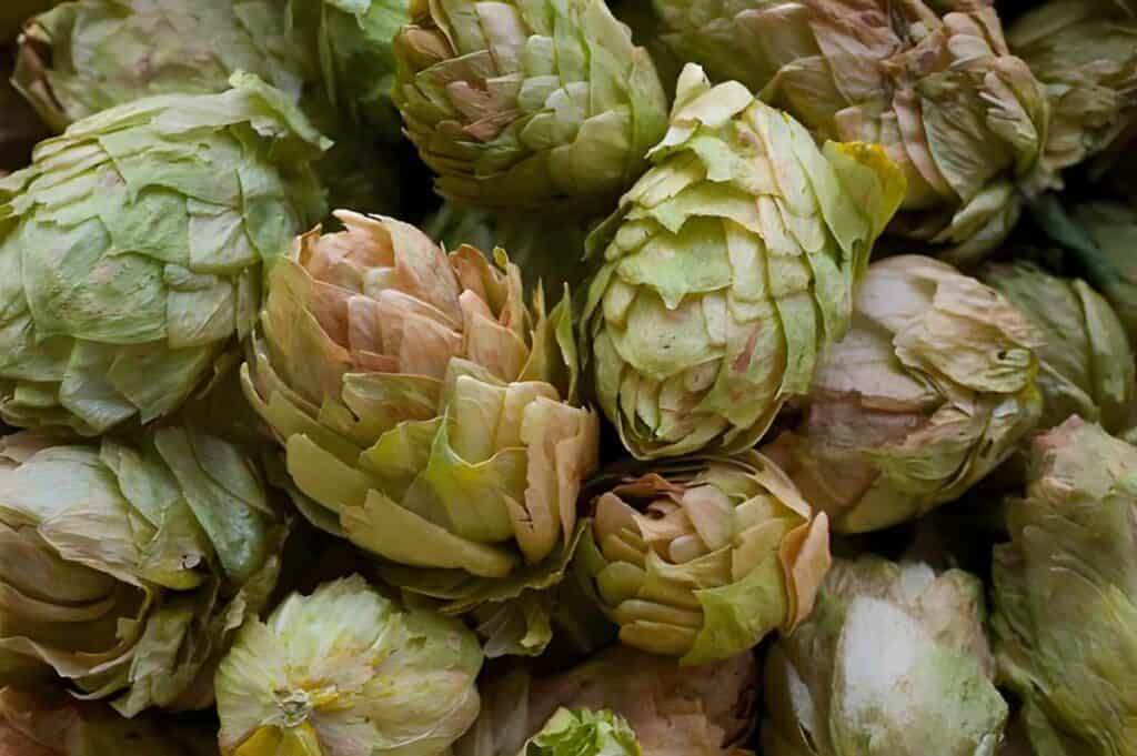 What is Dry Hopping? (The Art in Beer Brewing)