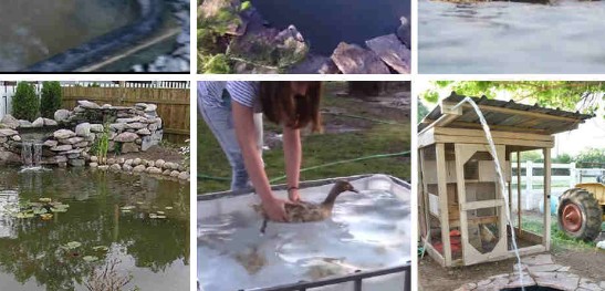 17 Charming DIY Duck Pond Ideas for Your Backyard