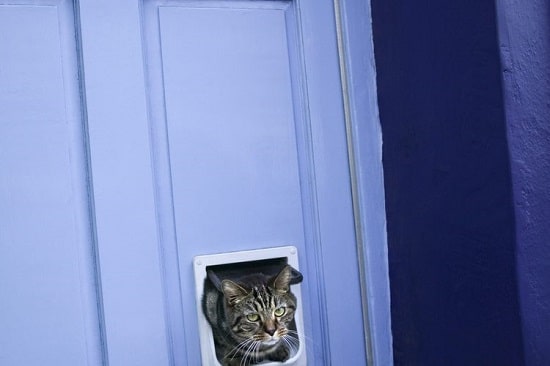 25 Clever DIY Cat Door Ideas for Easy Pet Access