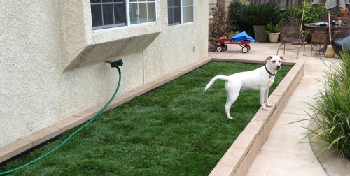 20 Top DIY Dog Run Designs for Happy Pups