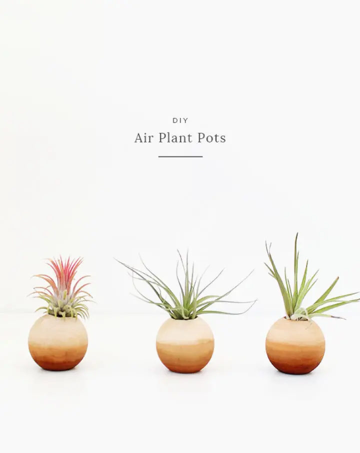 33 Creative DIY Air Plant Holder Ideas for Unique Décor