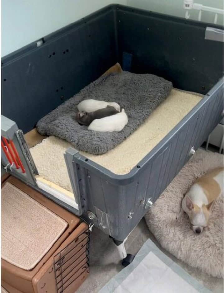 17 Affordable DIY Whelping Box Solutions for Pet Owners