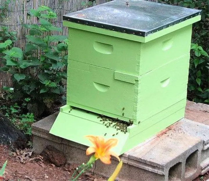 26 DIY Beehive Plans for Aspiring Beekeepers