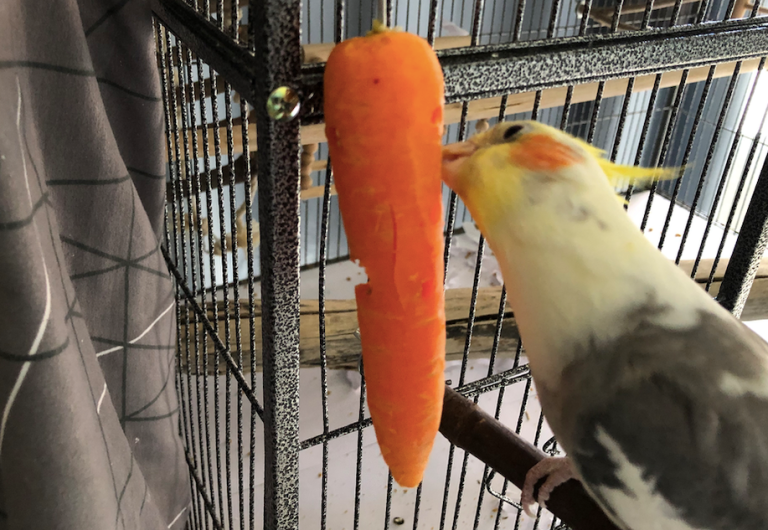 20 Creative DIY Bird Toy Ideas for Engaging Playtime