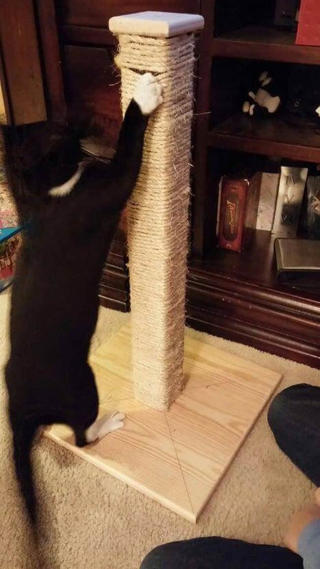 29 DIY Cat Scratching Post Ideas