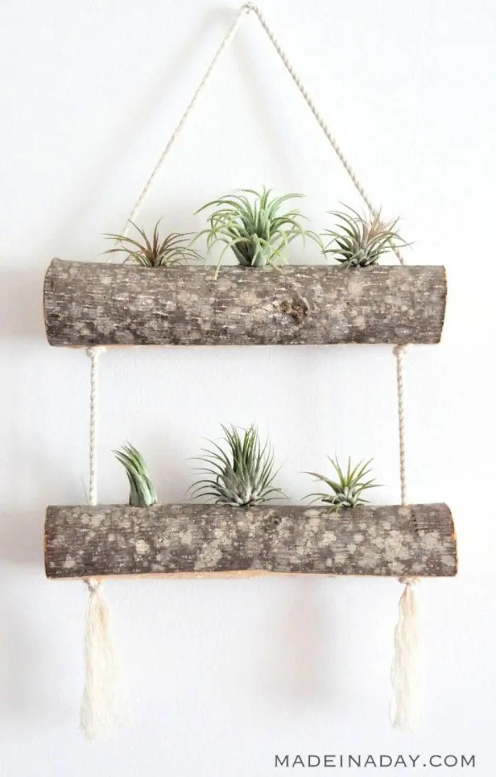 Interesting Diy Air Plant Holder Pictures
