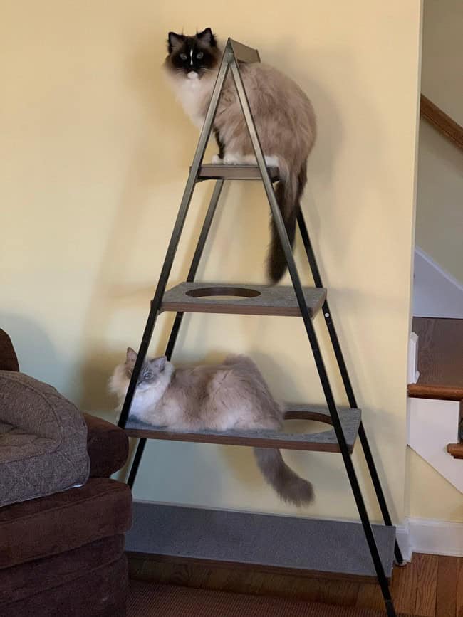 25 DIY Cat Tree Plans You Can Make Easily