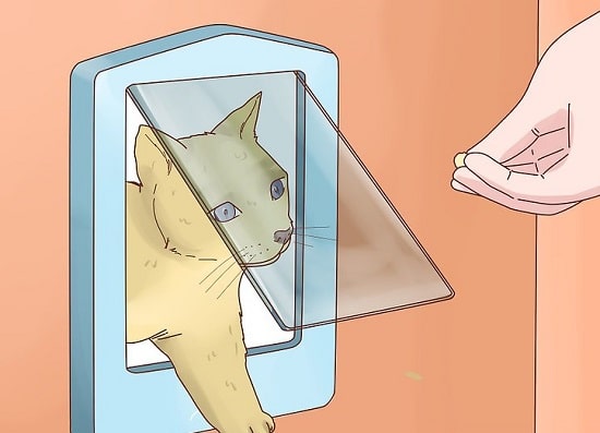 25 Clever DIY Cat Door Ideas for Easy Pet Access