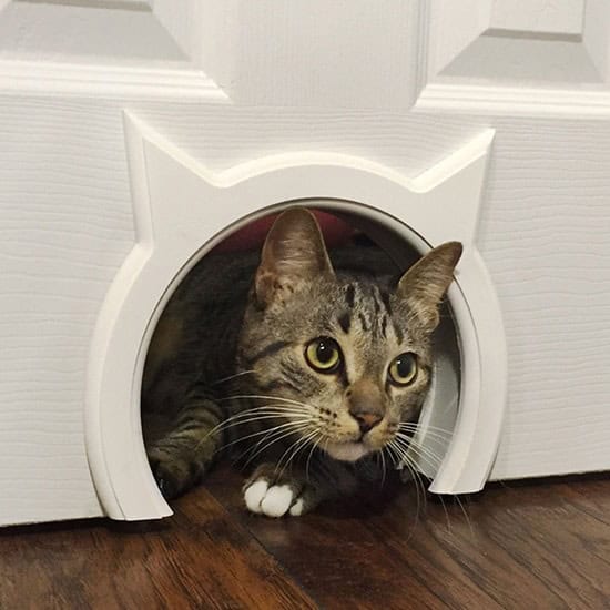 25 Clever DIY Cat Door Ideas for Easy Pet Access