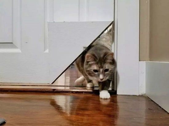 25 Clever DIY Cat Door Ideas for Easy Pet Access