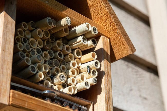 15 DIY Bee House Plans to Foster a Bee-Friendly Environment