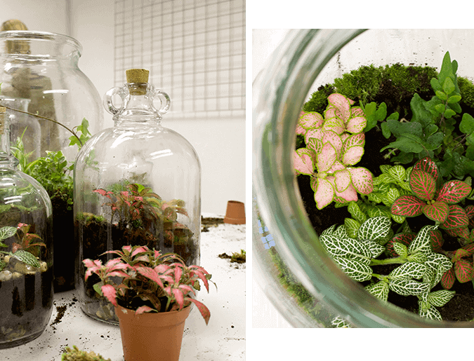 29 DIY Terrarium Ideas for Indoor Greenery
