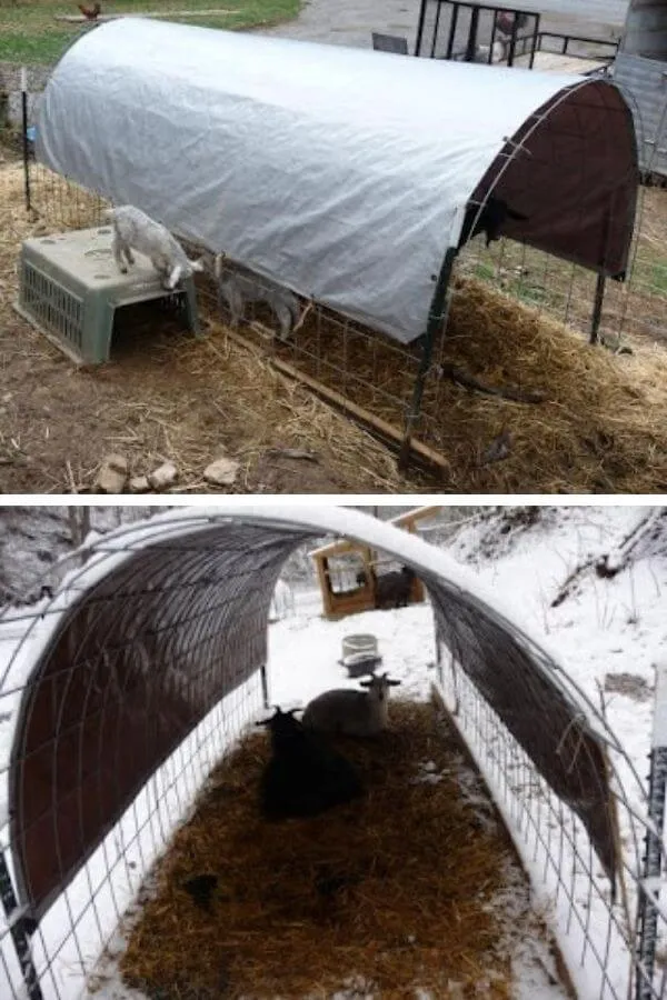 27 Practical DIY Goat Shelter Plans for Comfortable Housing