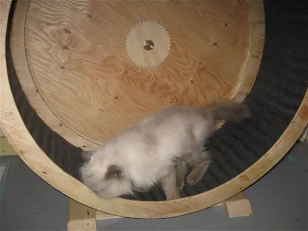 16 Creative DIY Cat Wheel Designs for Indoor Fun