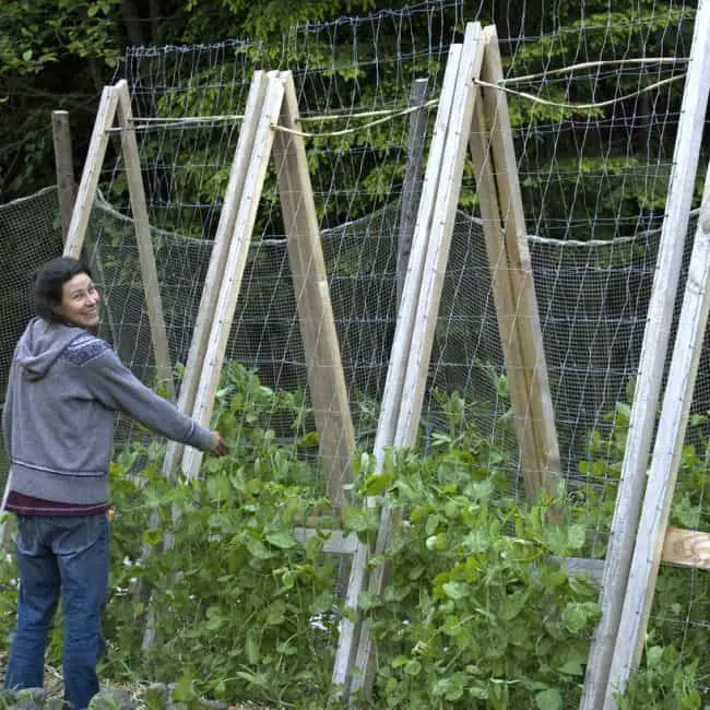 24 DIY Pea Trellis Ideas