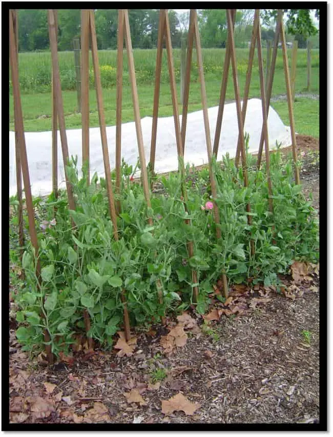 24 DIY Pea Trellis Designs for Vertical Growing