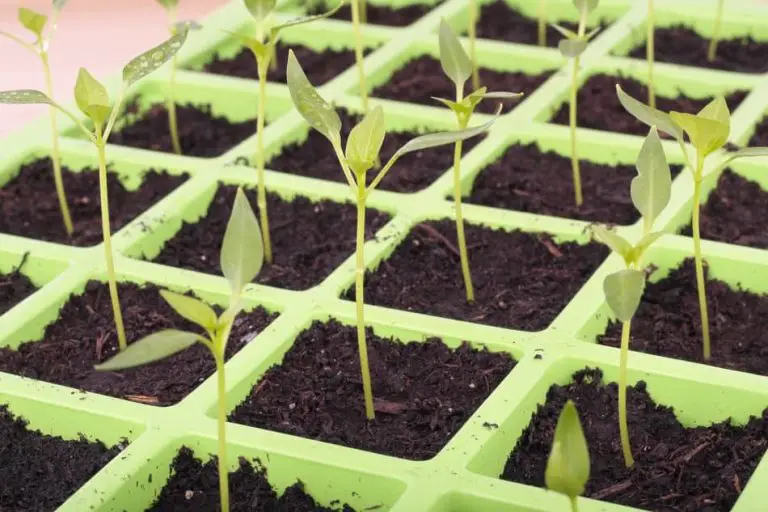 35 Innovative DIY Indoor Greenhouse Ideas for Growing Fresh Herbs