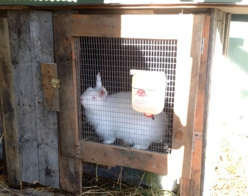 33 Ingenious DIY Rabbit Hutch Designs