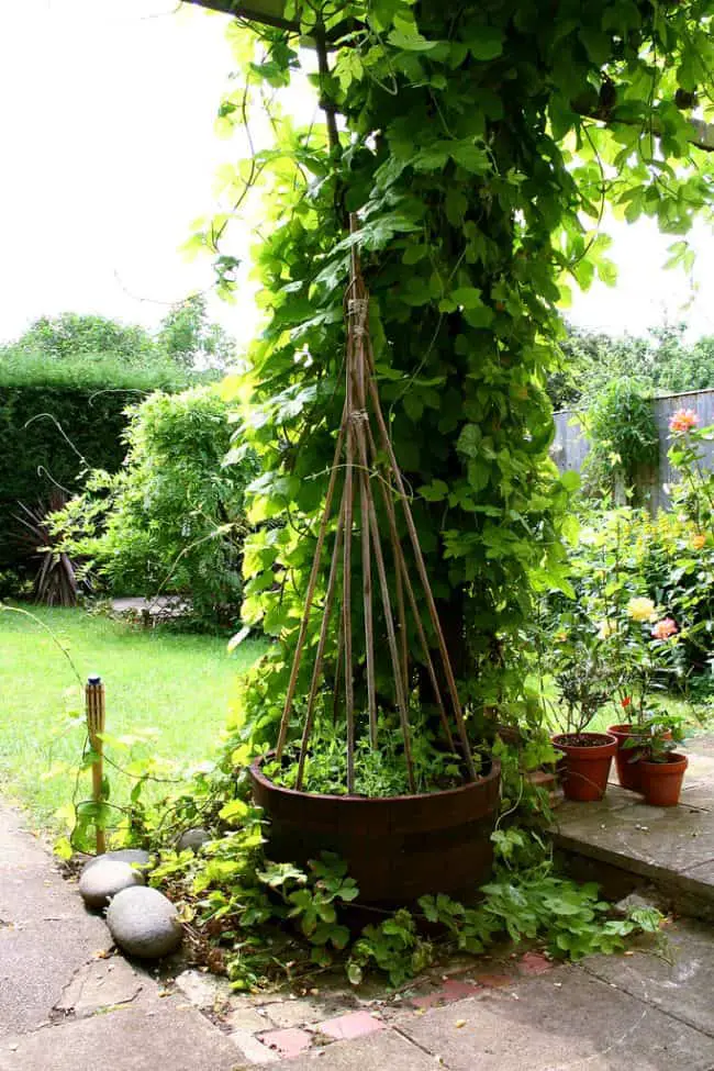 24 DIY Pea Trellis Designs for Vertical Growing