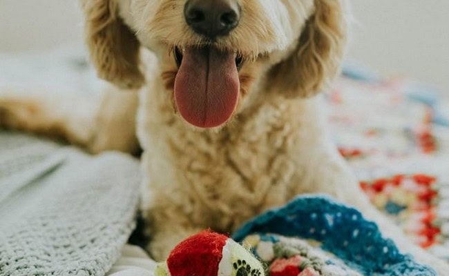 29 Best DIY Snuffle Mat Ideas for Engaging Pets