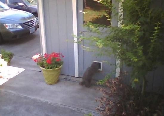 25 Clever DIY Cat Door Ideas for Easy Pet Access