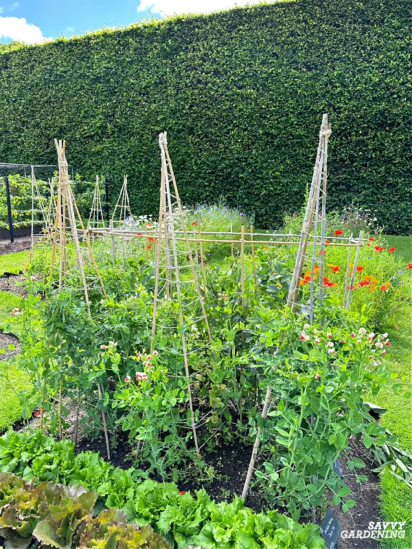 21 Creative DIY Arch Trellis Designs to Enhance Your Garden