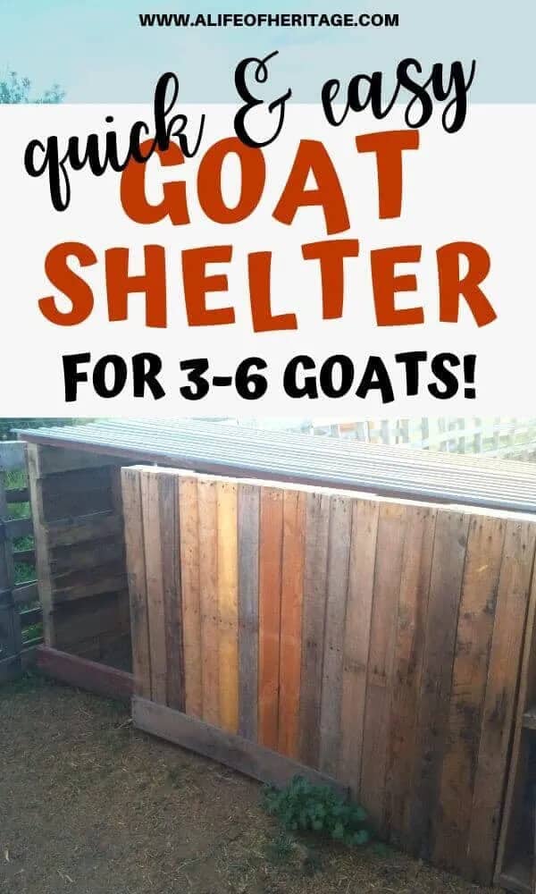 27 Practical DIY Goat Shelter Plans for Comfortable Housing