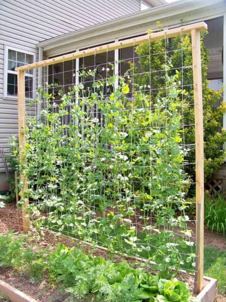 14 DIY Cucumber Trellis Designs for Efficient Gardening