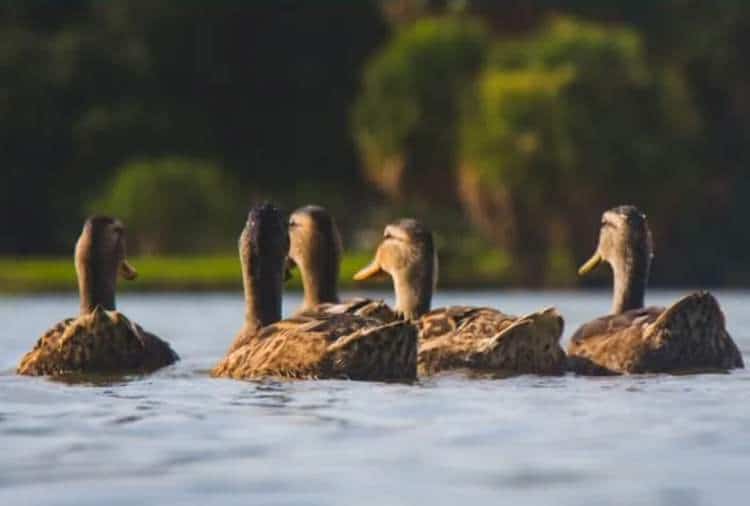 17 Charming DIY Duck Pond Ideas for Your Backyard