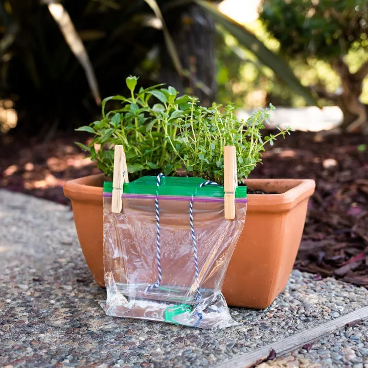22 DIY Self Watering Planter Ideas: A Guide to Easy and Efficient Plant ...