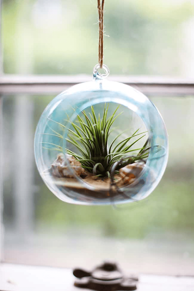 29 DIY Terrarium Ideas