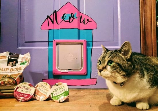 25 Clever DIY Cat Door Ideas for Easy Pet Access