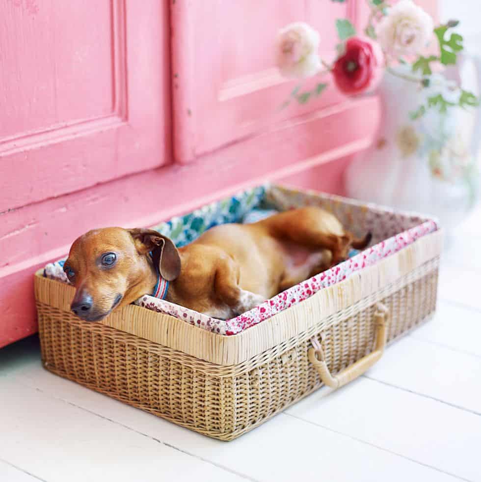 18 Cozy DIY Dog Bed Ideas & Plans for Your Furry Friend