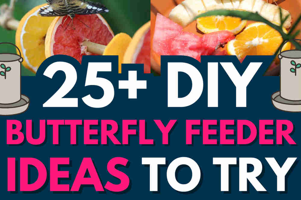 25+ Creative DIY Butterfly Feeder Designs for Your Garden