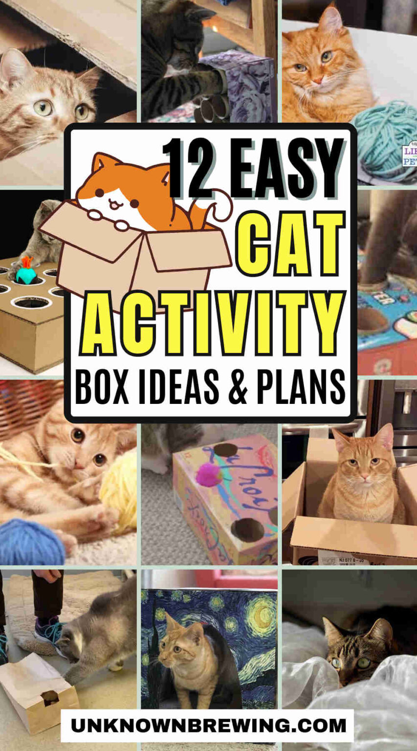 12 Simple and Fun DIY Cat Enrichment Box Ideas