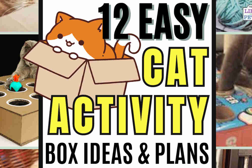 12 Simple and Fun DIY Cat Enrichment Box Ideas
