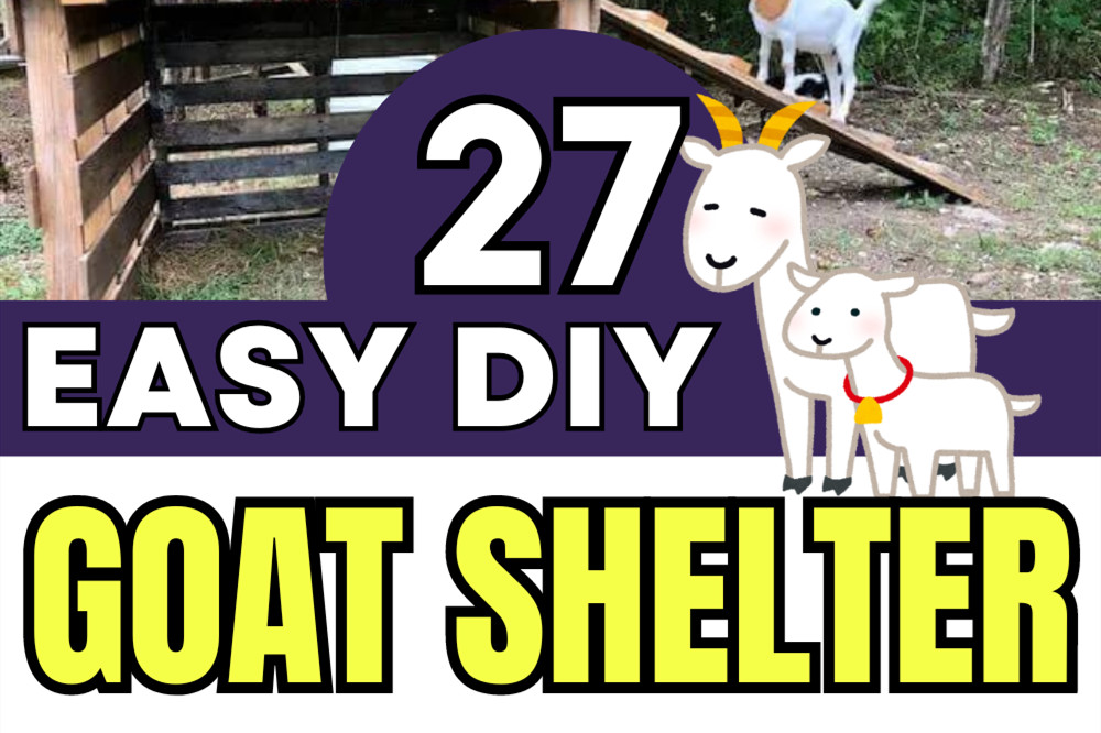 27 Practical DIY Goat Shelter Plans for Comfortable Housing