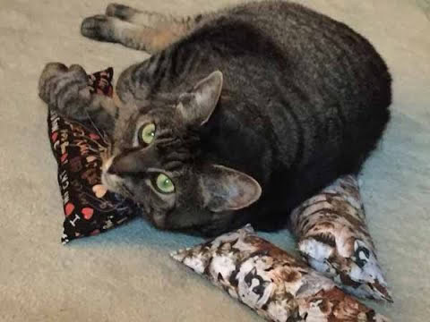 16 Diy Catnip Toys You Can Make Today