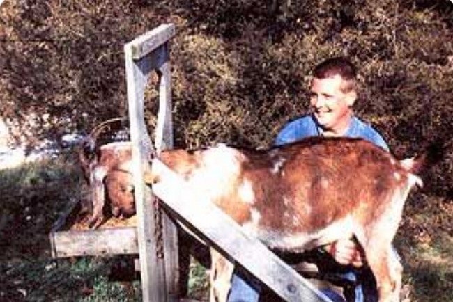 20+ DIY Goat Milking Stand Plans for Easy Milking