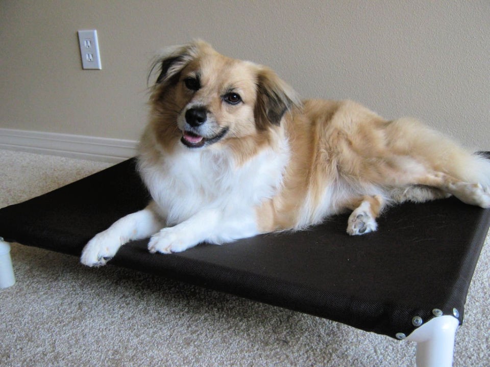 15 Simple DIY PVC Pipe Dog Bed Ideas for Comfortable Pets
