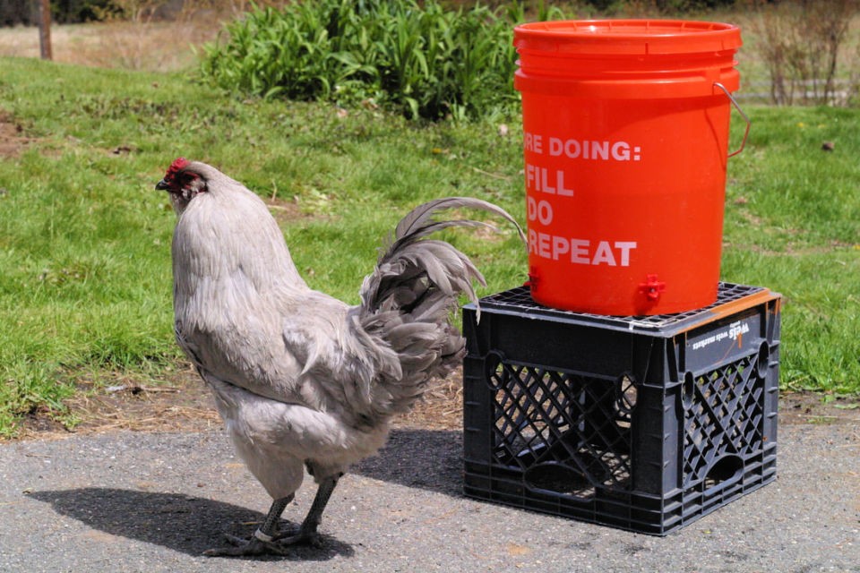 25 Creative DIY PVC Chicken Waterer Ideas for Happy Hens