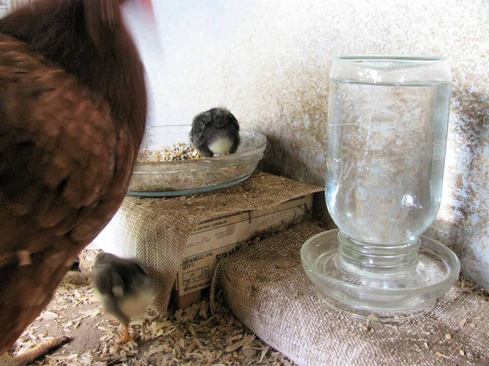 25 Creative DIY PVC Chicken Waterer Ideas for Happy Hens