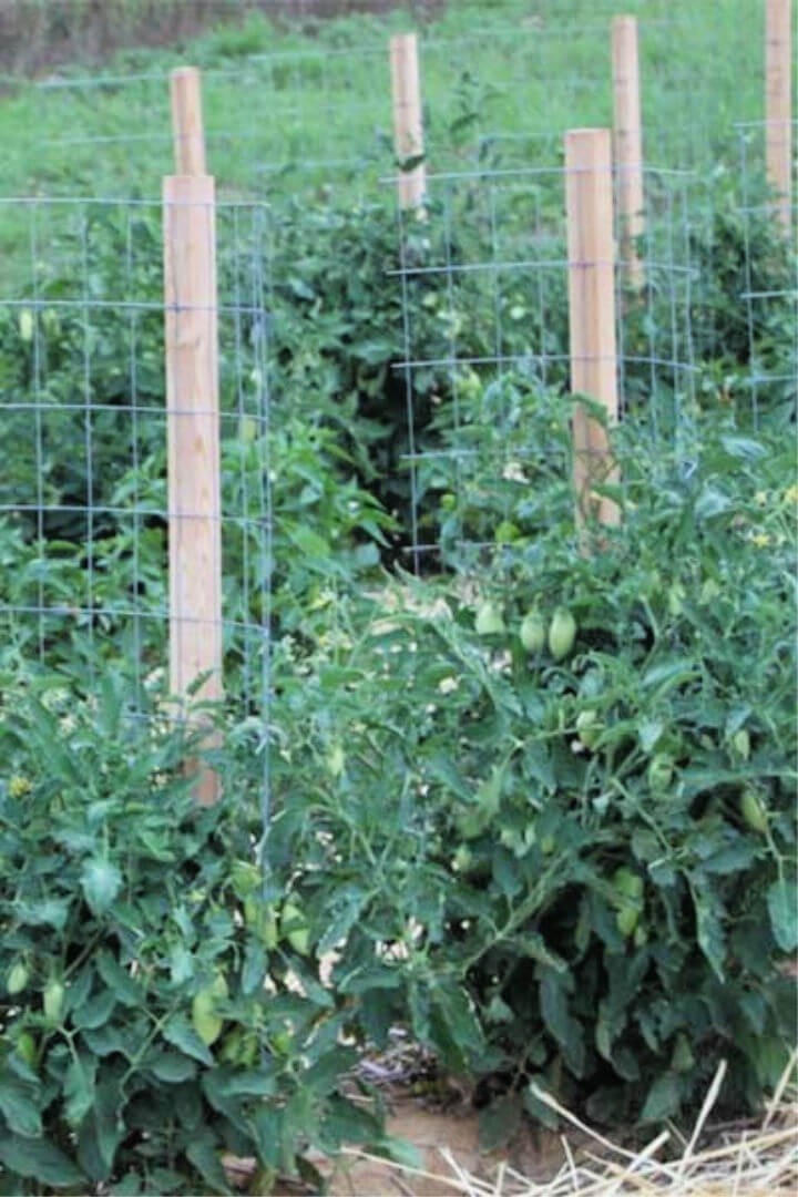 15 Creative Tomato Cage Designs to Enhance Your Gardening