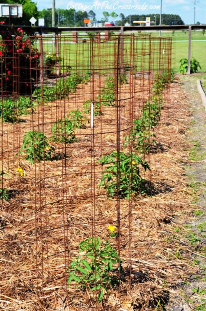 15 Creative Tomato Cage Designs to Enhance Your Gardening