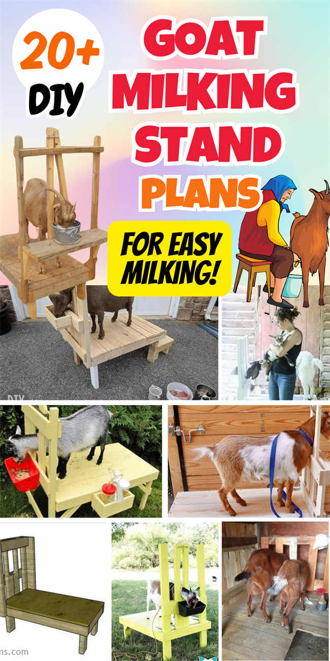 20+ DIY Goat Milking Stand Plans for Easy Milking