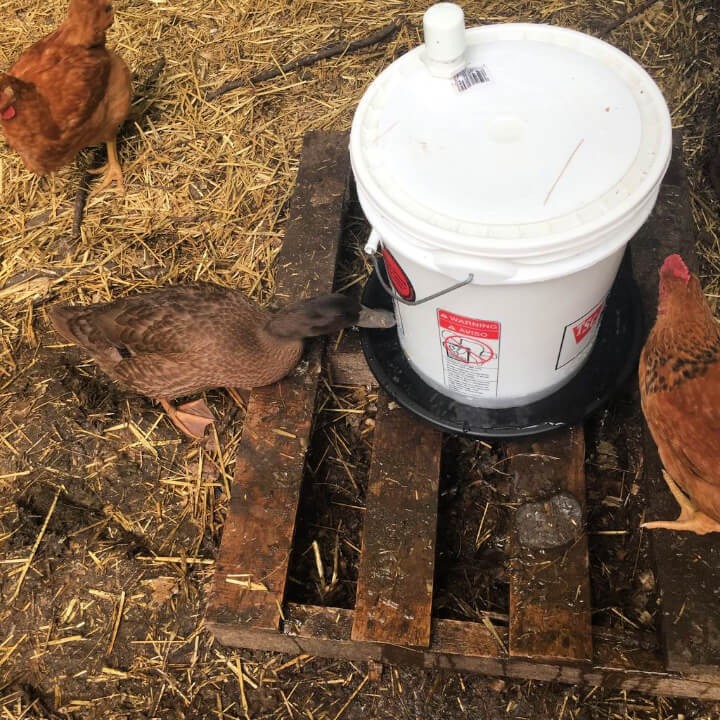 25 Creative DIY PVC Chicken Waterer Ideas for Happy Hens